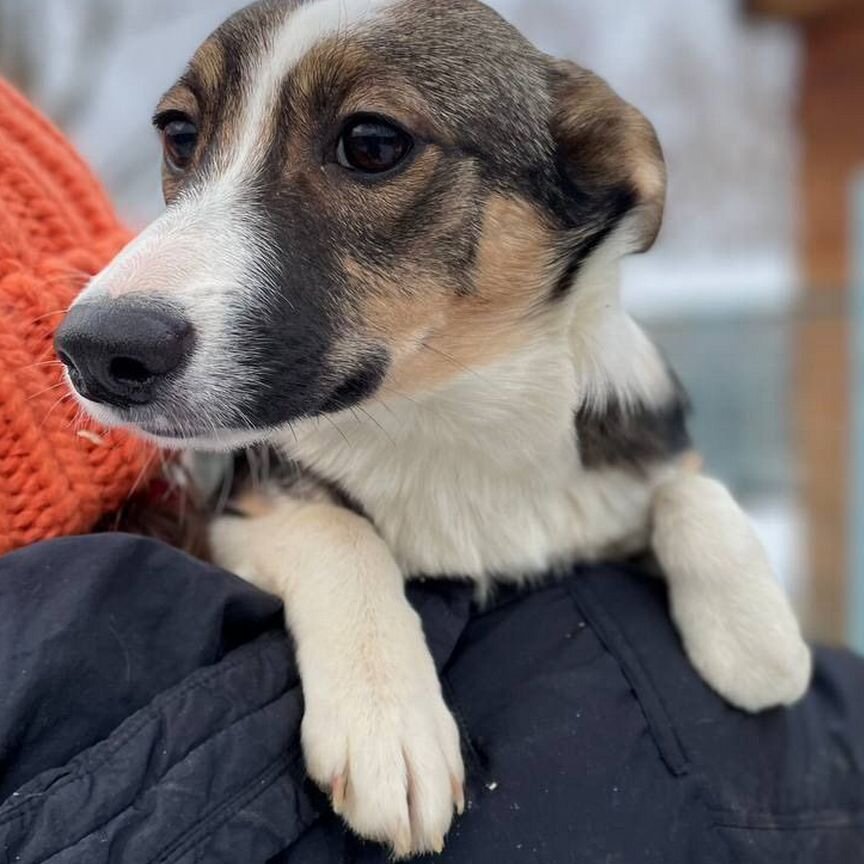 Щенок в добрые руки