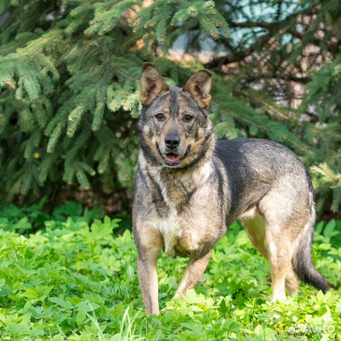 Собака Стеша из приюта в добрые руки