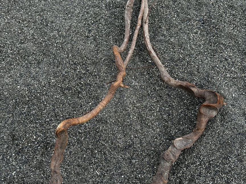 Коряги