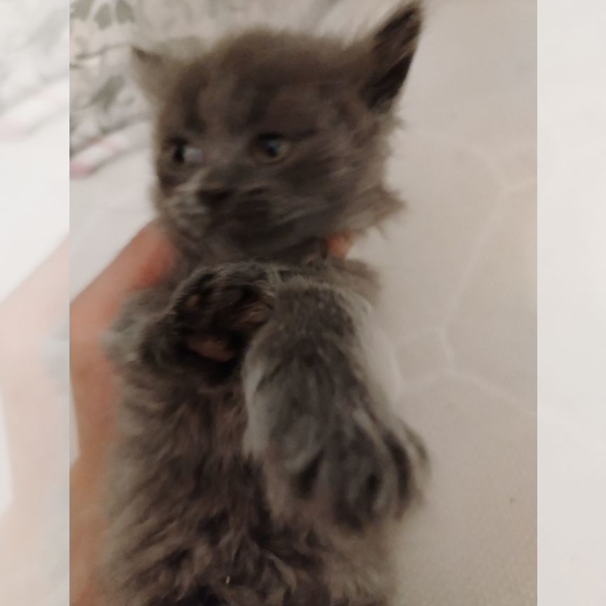 Русский голубой котёнок