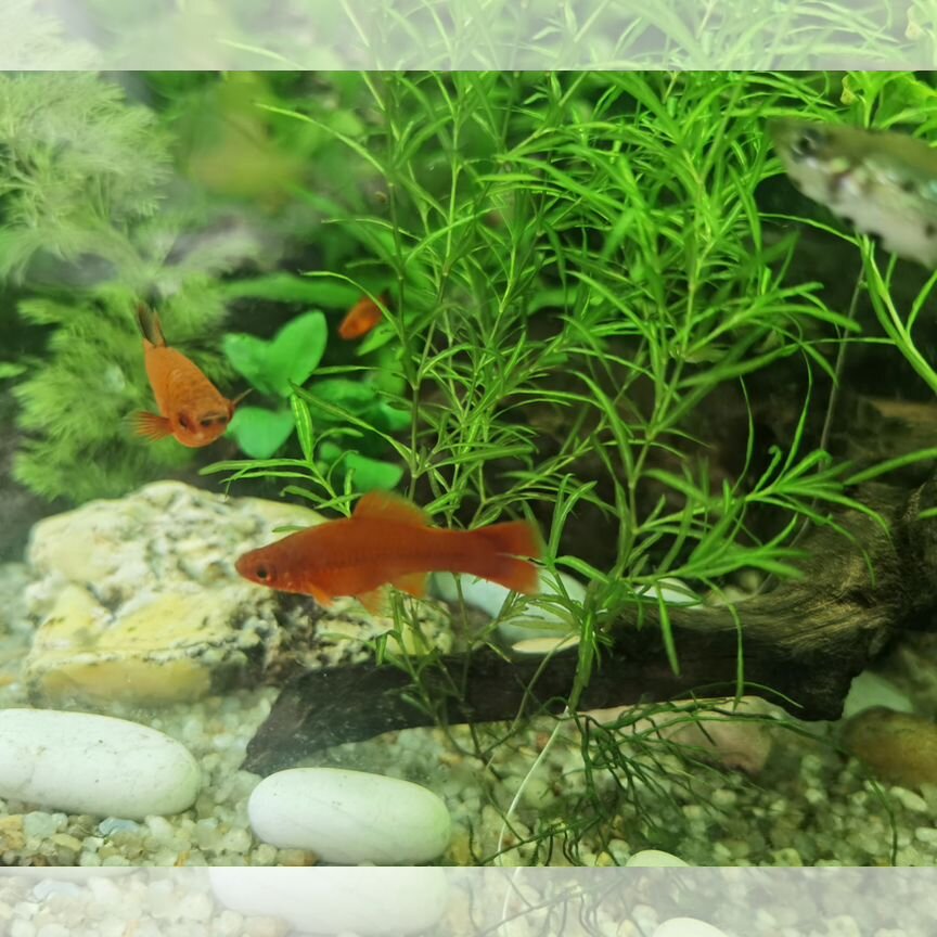 Креветки и растения