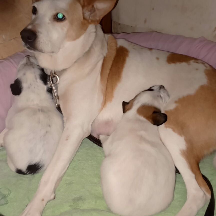 Отдам в добрые руки