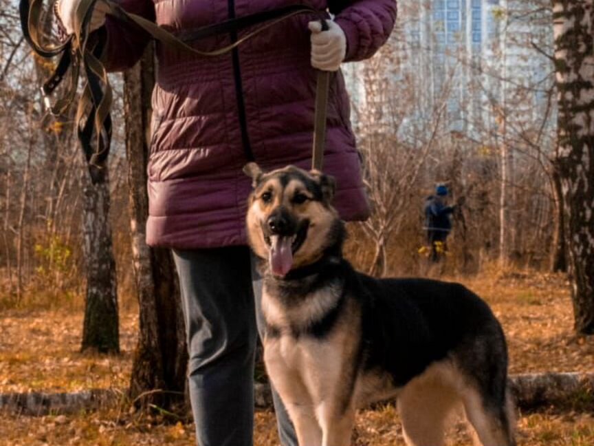 Собака в добрые руки