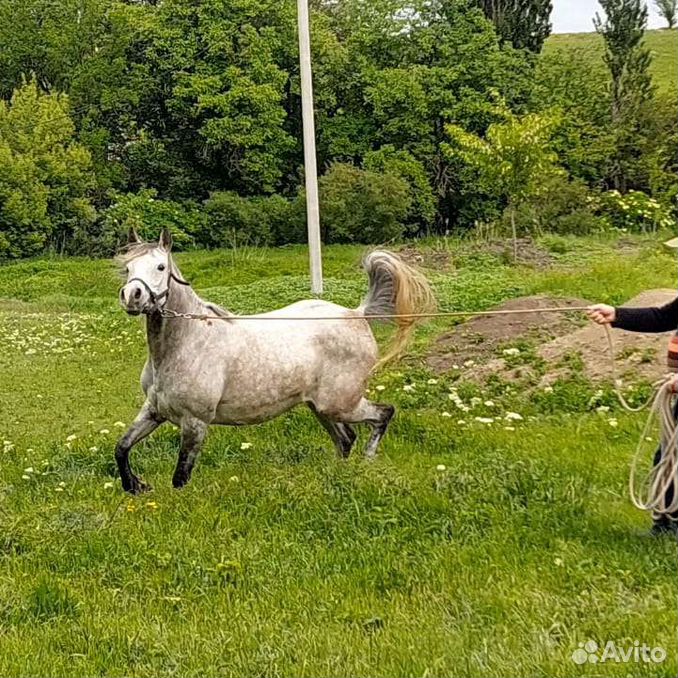 Арабские лошади