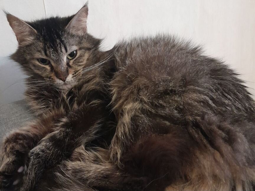 Кошка и кот в добрые руки