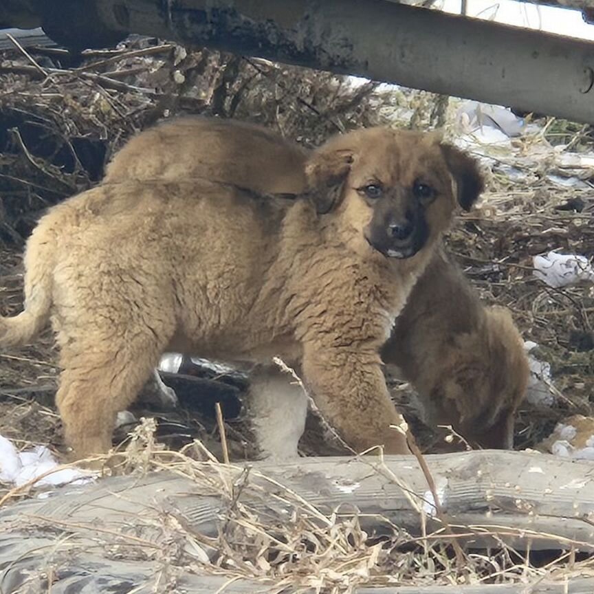 Взрослая собака в добрые руки
