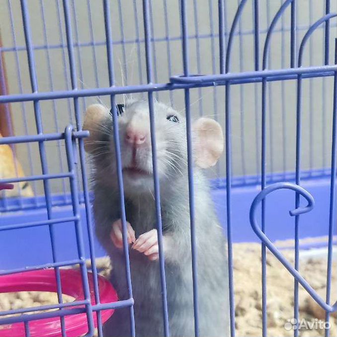 Крыска дамбо