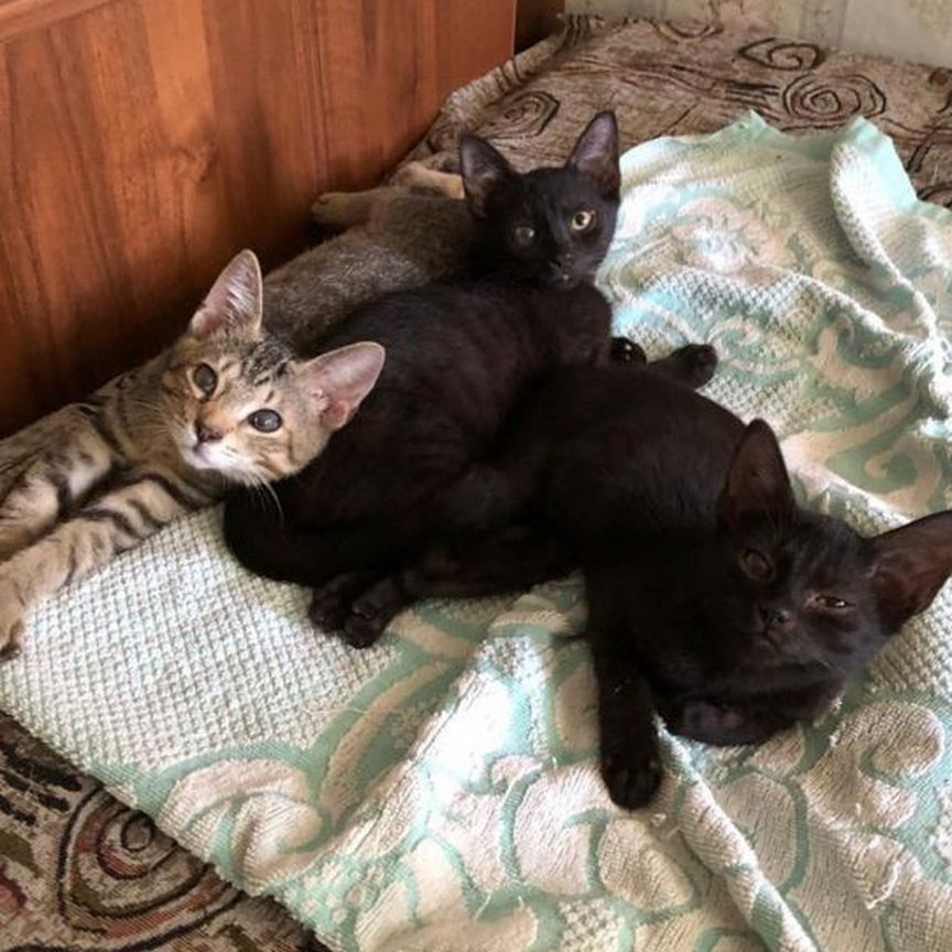Котята