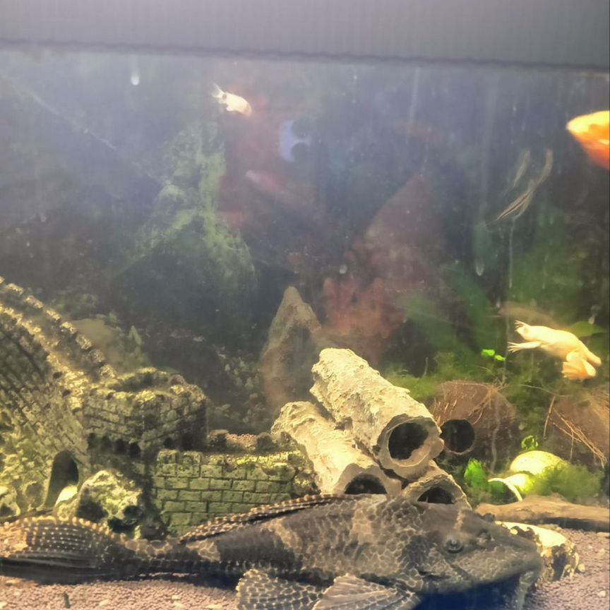 Сом-Присоска