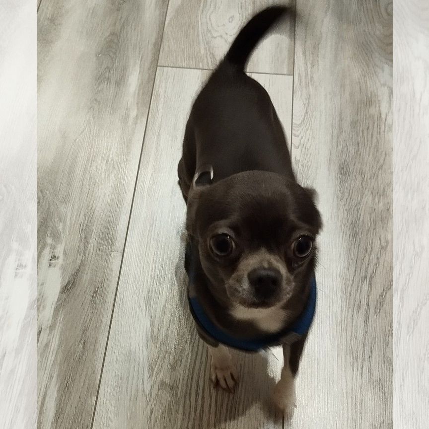 Кобель чихуахуа для случки