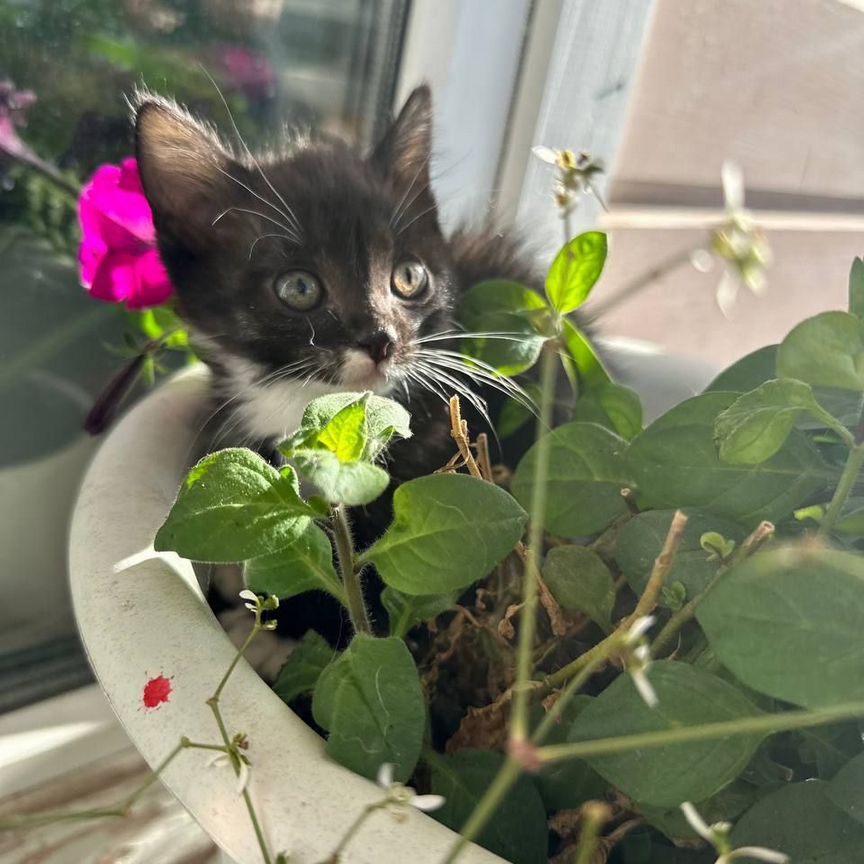 Котёнок девочка 1,5 мес