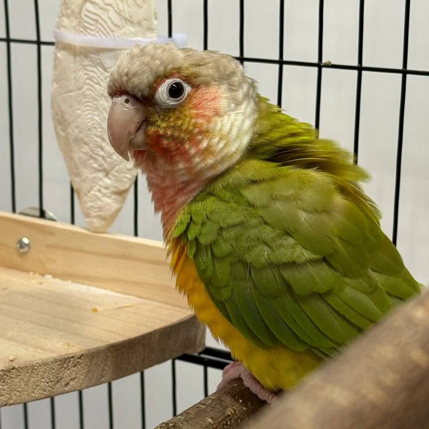 Попугай Пиррура - Птенец