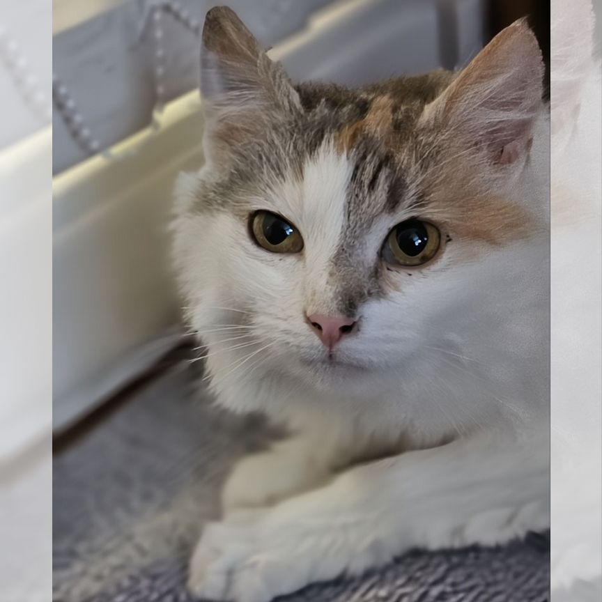 Взрослая, кошка в добрые руки