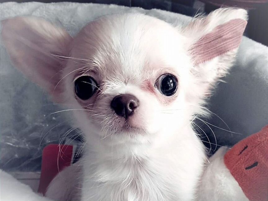 Чихуахуа мини щенки