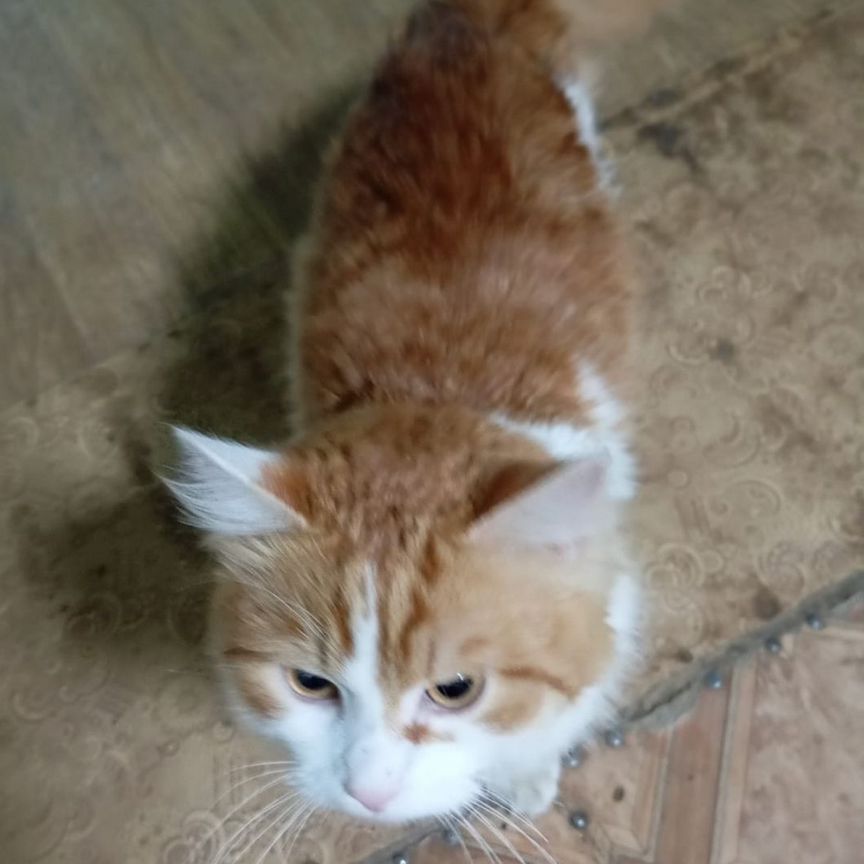 Котик в добрые руки