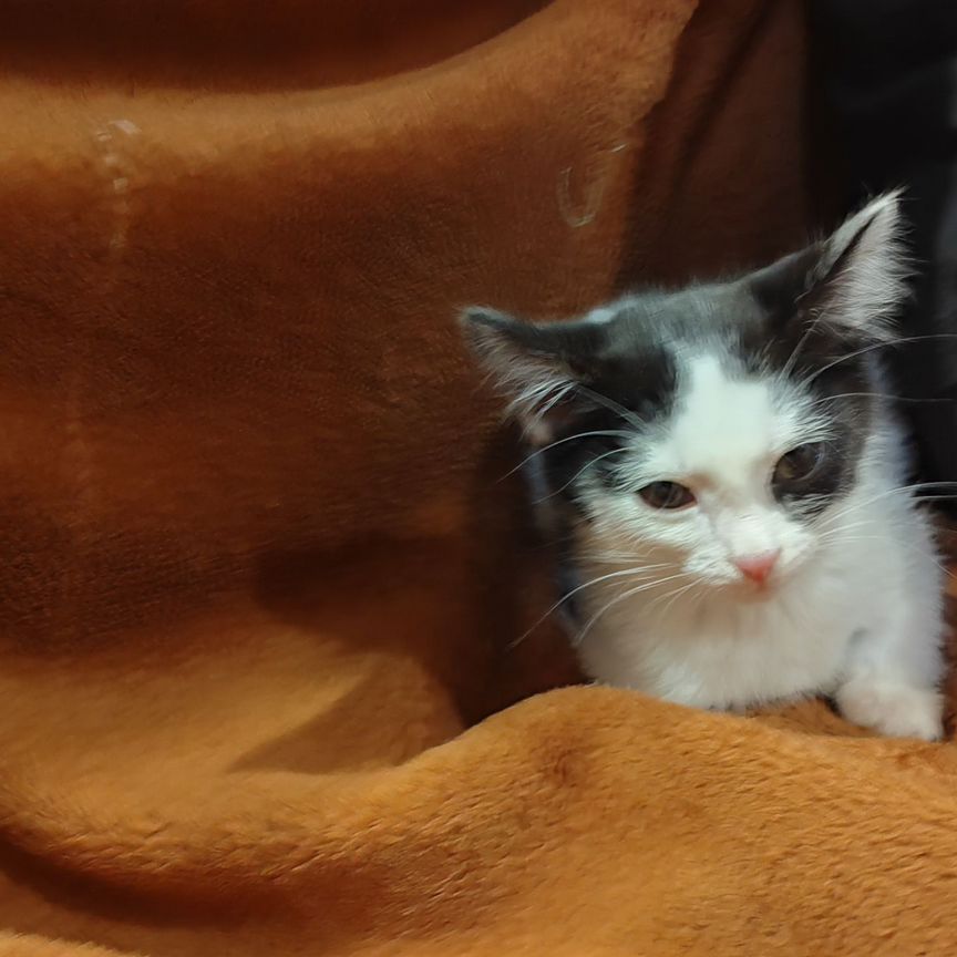Отдам в добрые руки кошку 2,5 месяца