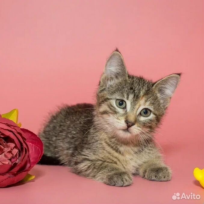 Котенок девочка Полли 2,5 мес ищет дом