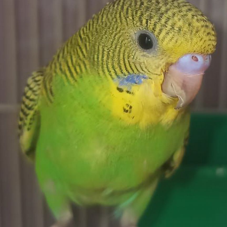 Волнистый попугай