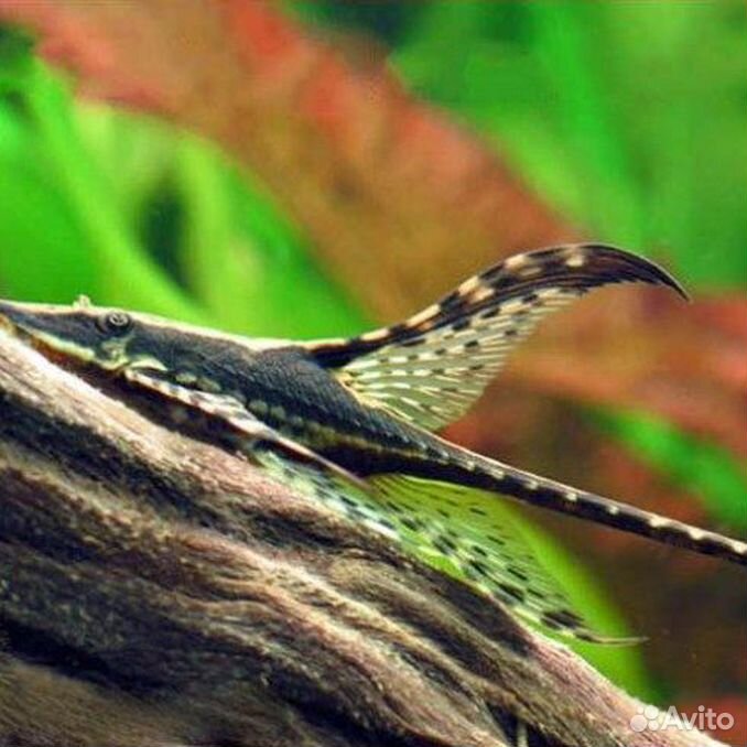 Стурисома Панамская аквариумная стрекоза Лорикарии