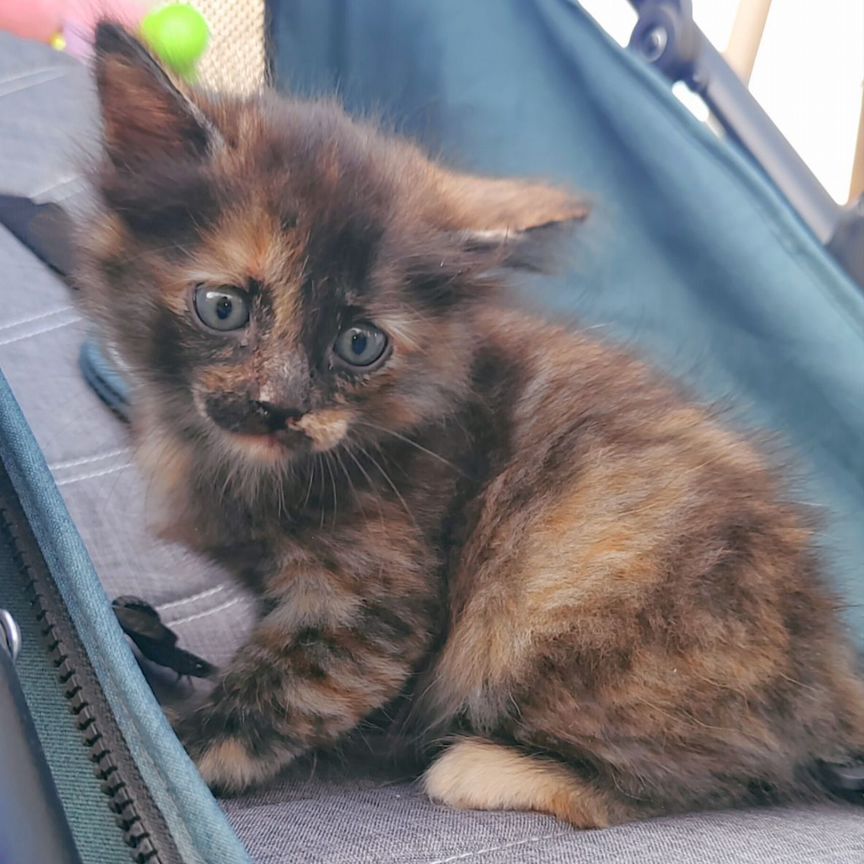 Кошечка ищет любящую семью