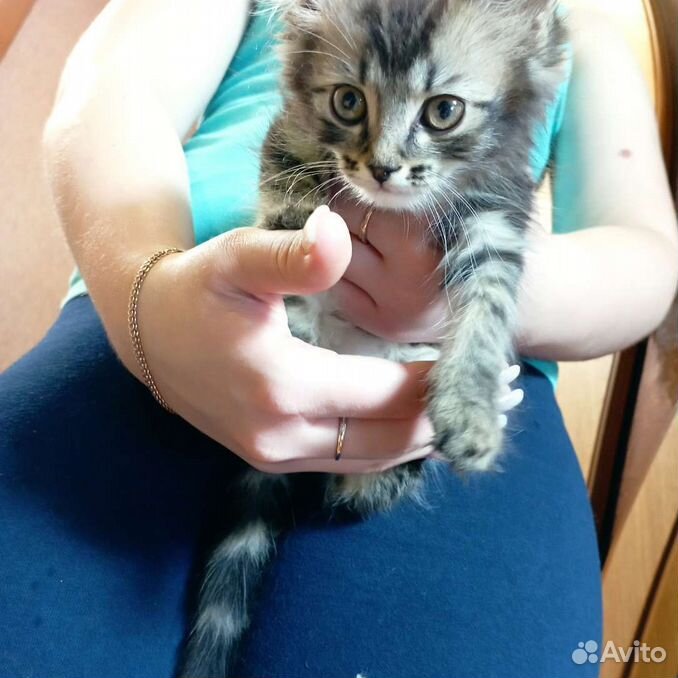 Кошки курильский бобтейл