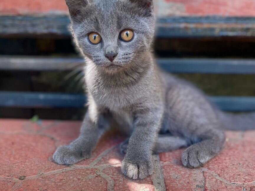 Котятки, отдам. 2,5 мес. Ловят мышек