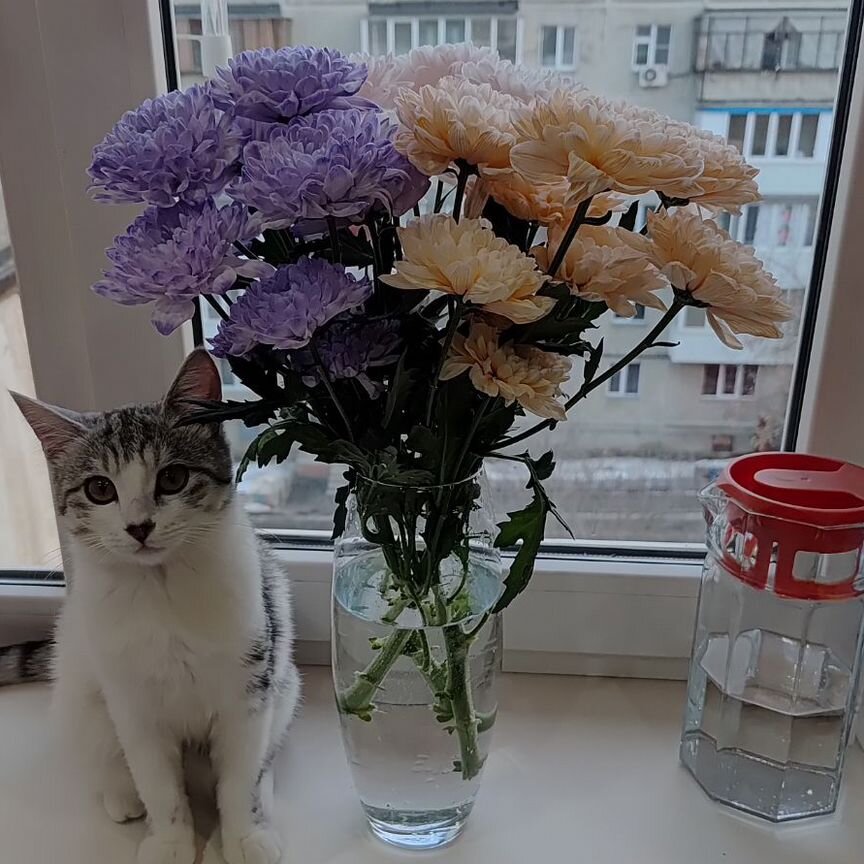 Котёнок в добрые руки