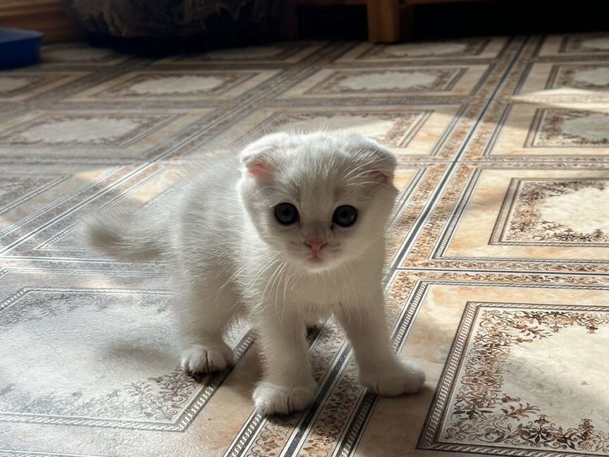 Шотладский мальчик вислоухий