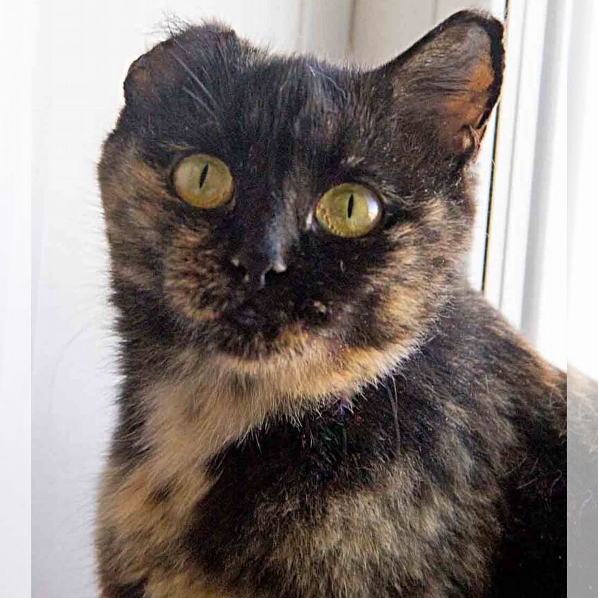 Очень ласковая кошечка Эльза