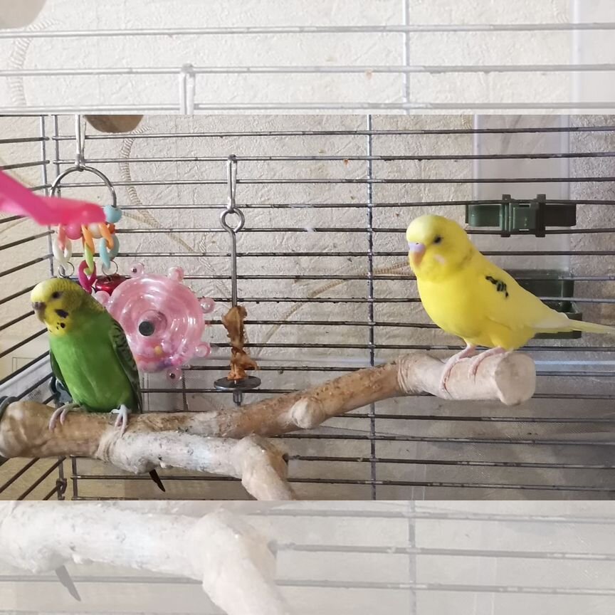 Волнистый попугай