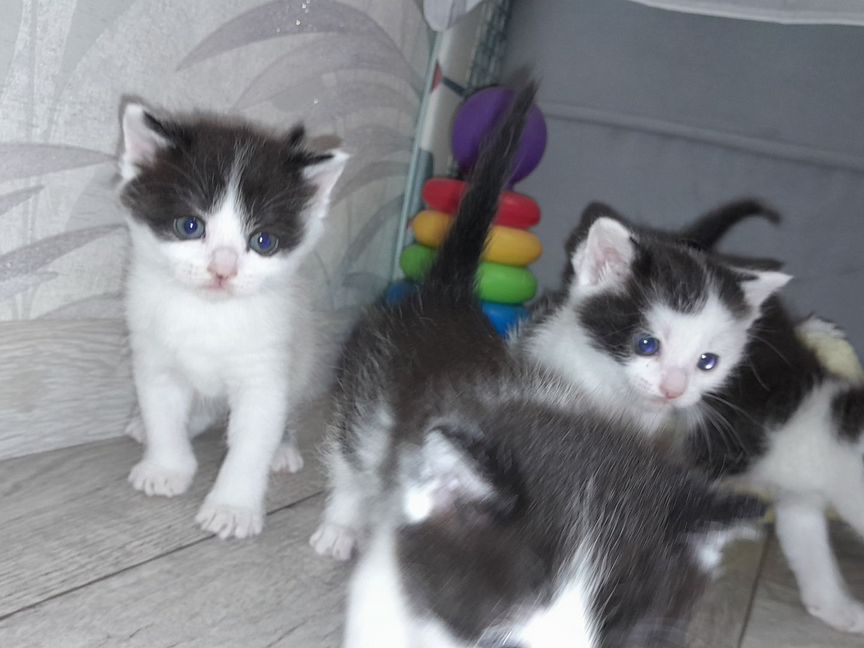 Котята в добрые руки