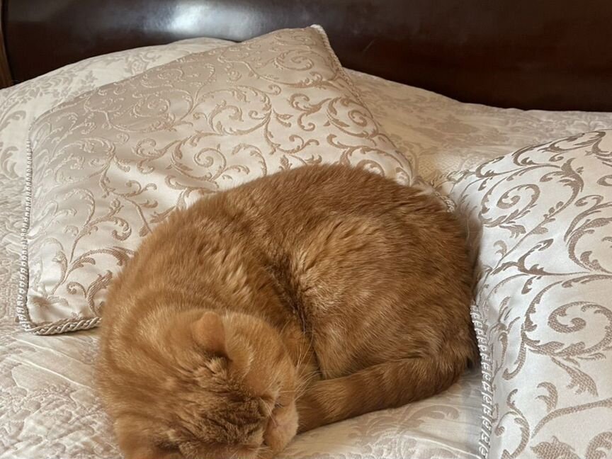 Кошка в дар