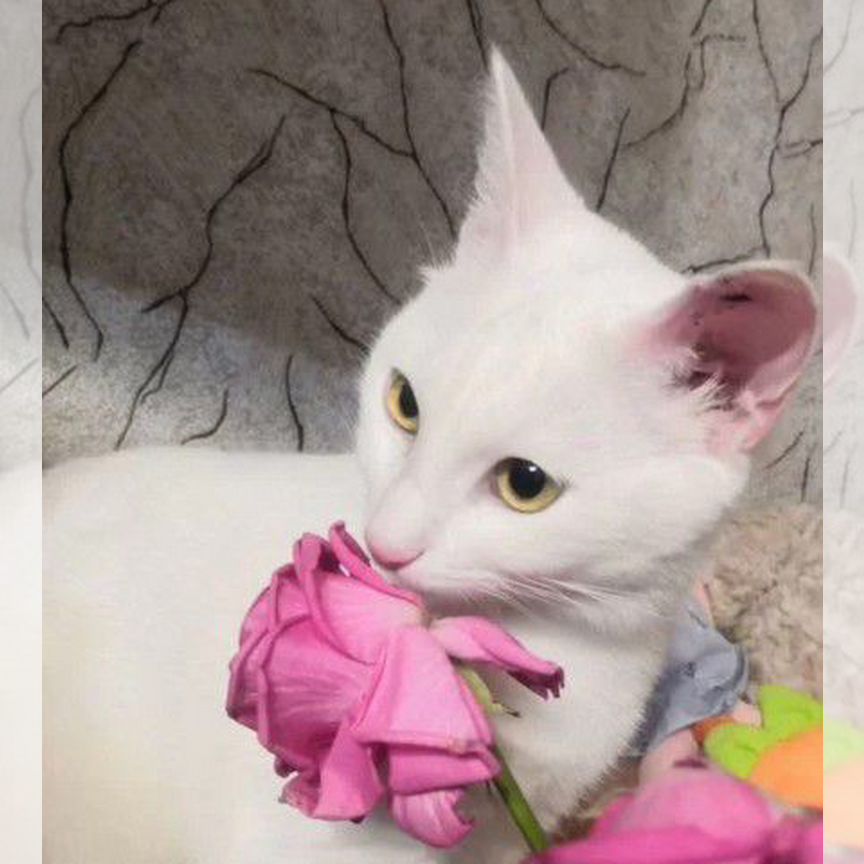 Взрослая, кошка в добрые руки