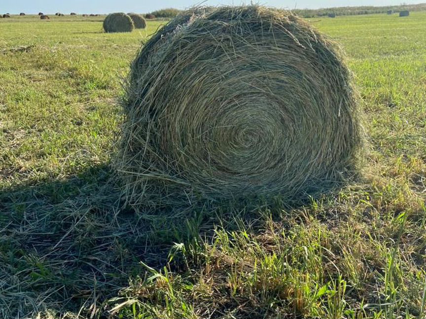 Сено суданка в тюках