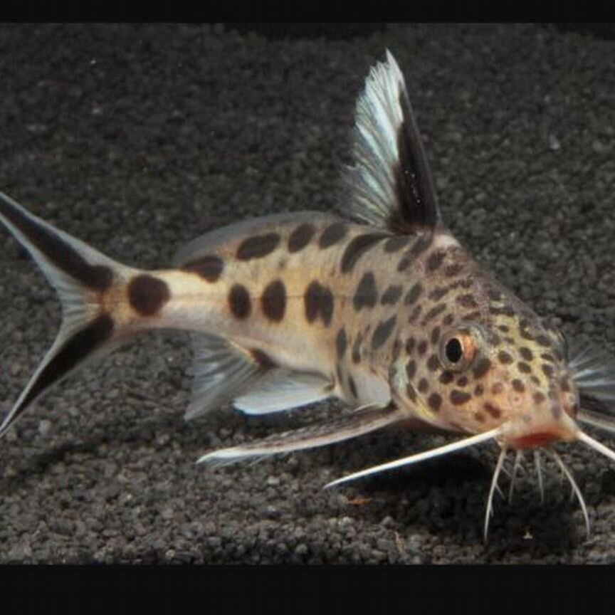 Сом кукушка