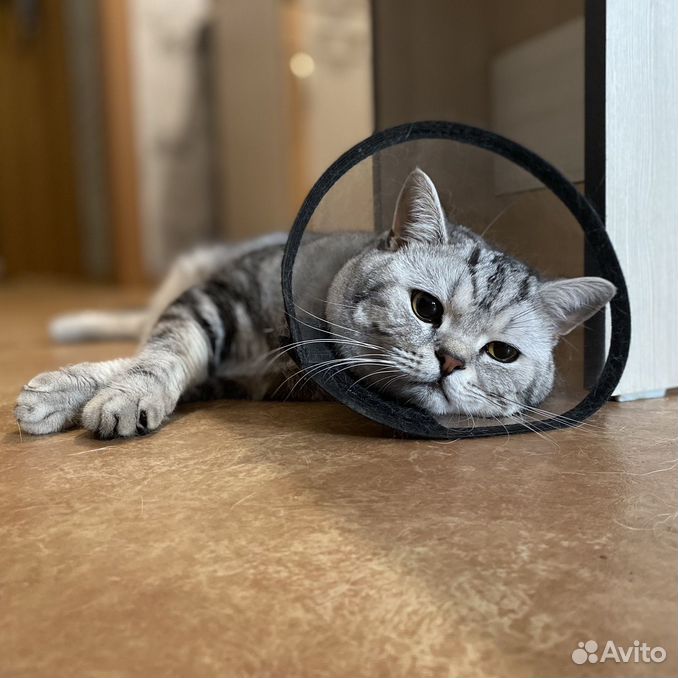 Шотланский прямоухий кот