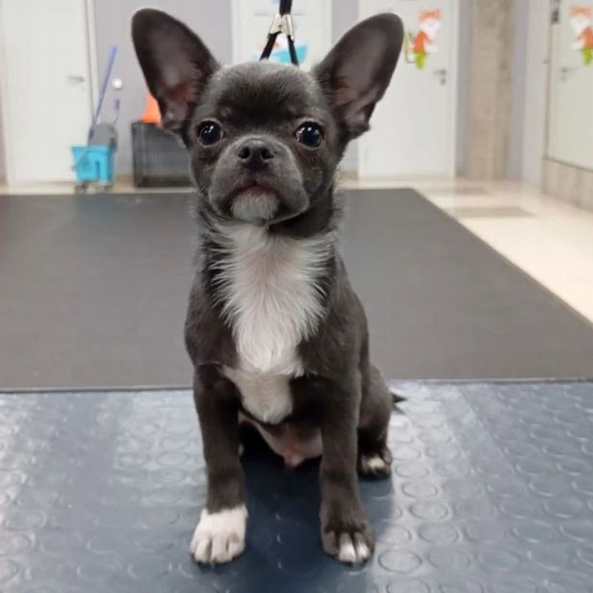 Чихуахуа, щенок