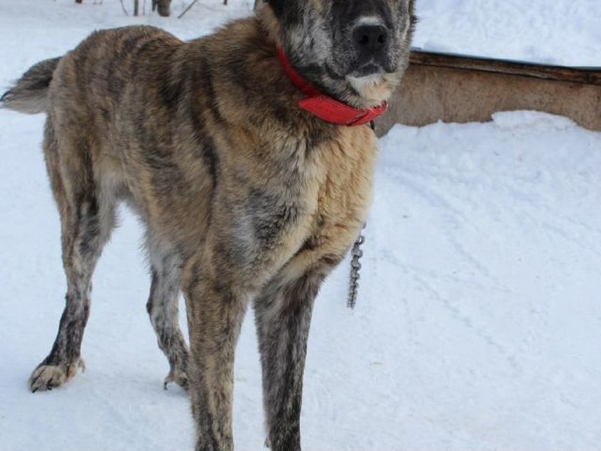 Алабай в добрые руки