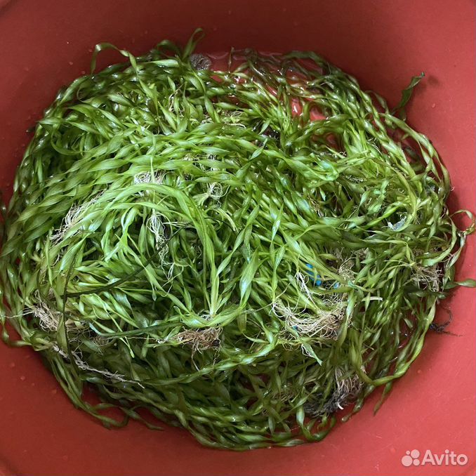 Валлиснерия спиральная