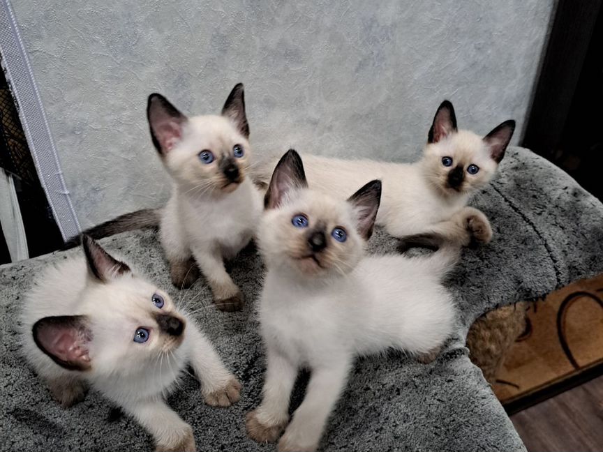 Сиамские котята