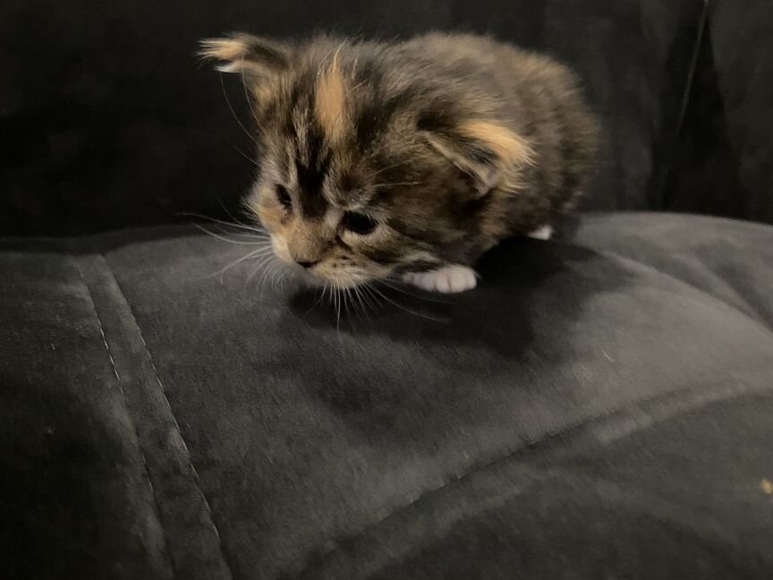 Котята мейкун