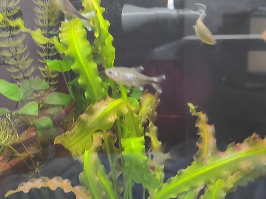 Тетра медная (хасемания)