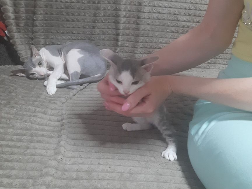 Донской сфинкс