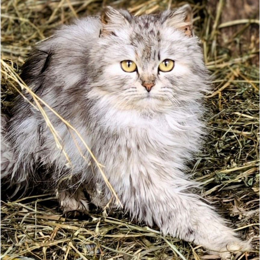 Взрослая, кошка в добрые руки