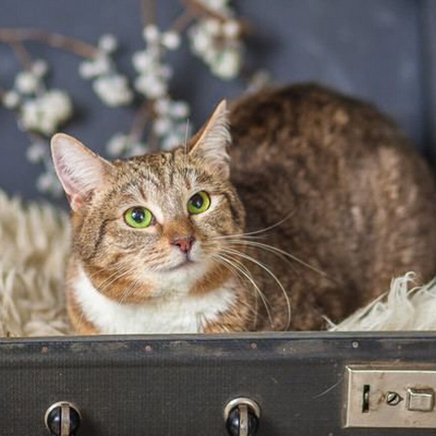 Кот ищет дом