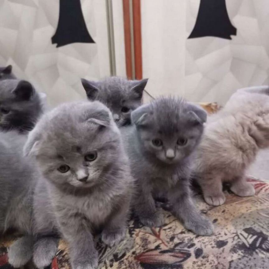 Котята шотландские в добрые руки
