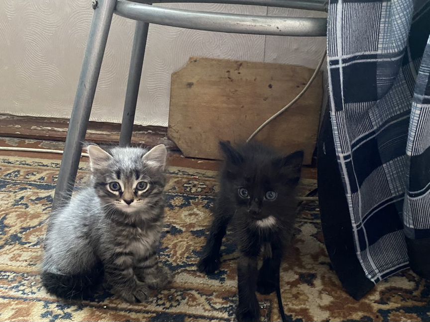 Отдам кота в добрые руки