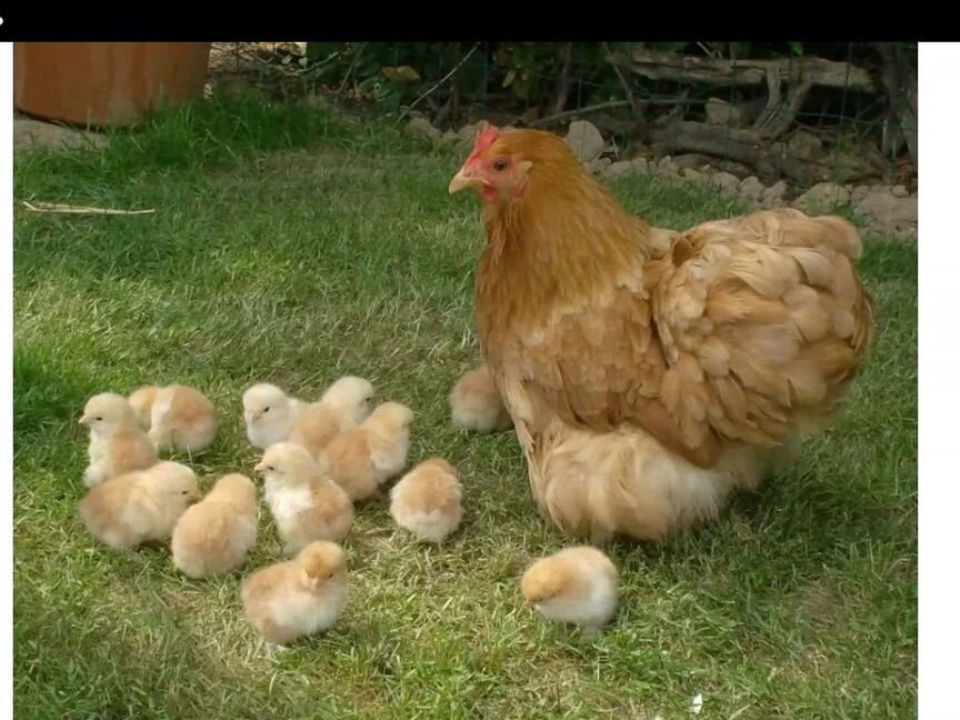 Цыплята с Курица наседка