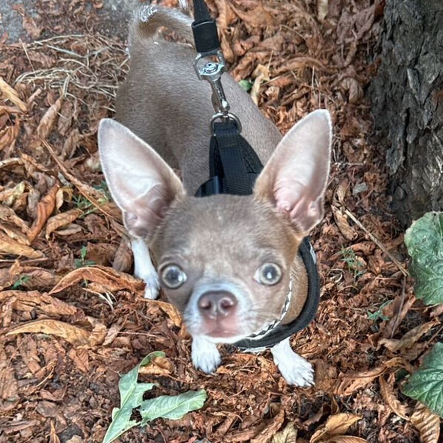 Вязка собак чихуахуа ставрополь