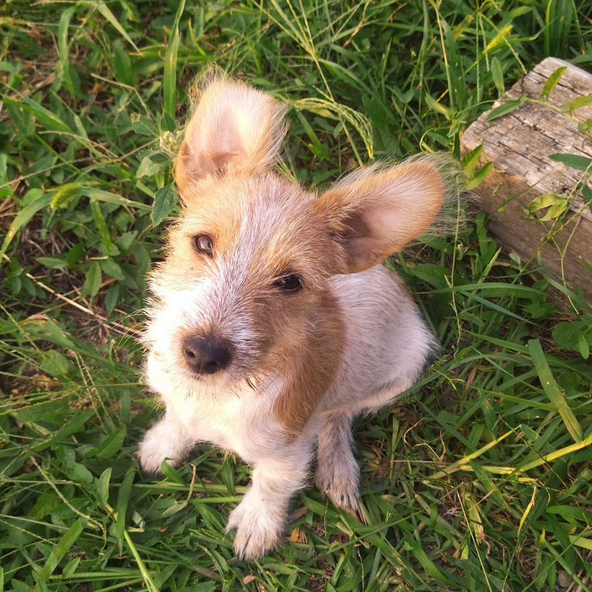 Щенок в добрые руки